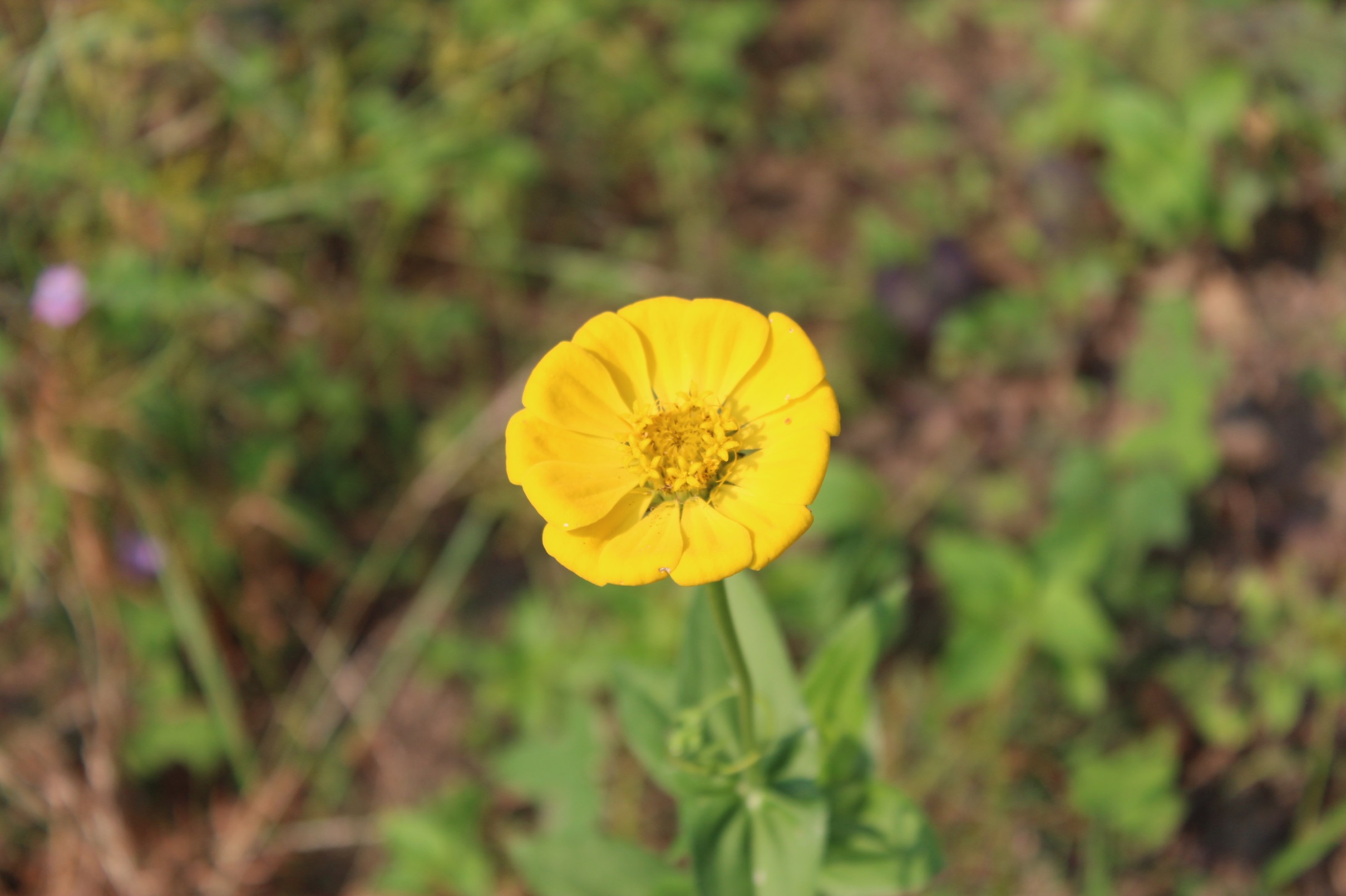 Buy Zinnia single petal live Plant | BloomyBliss flower shop