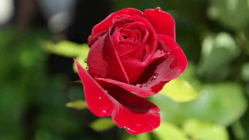 The Spiritual Meaning of Flowers