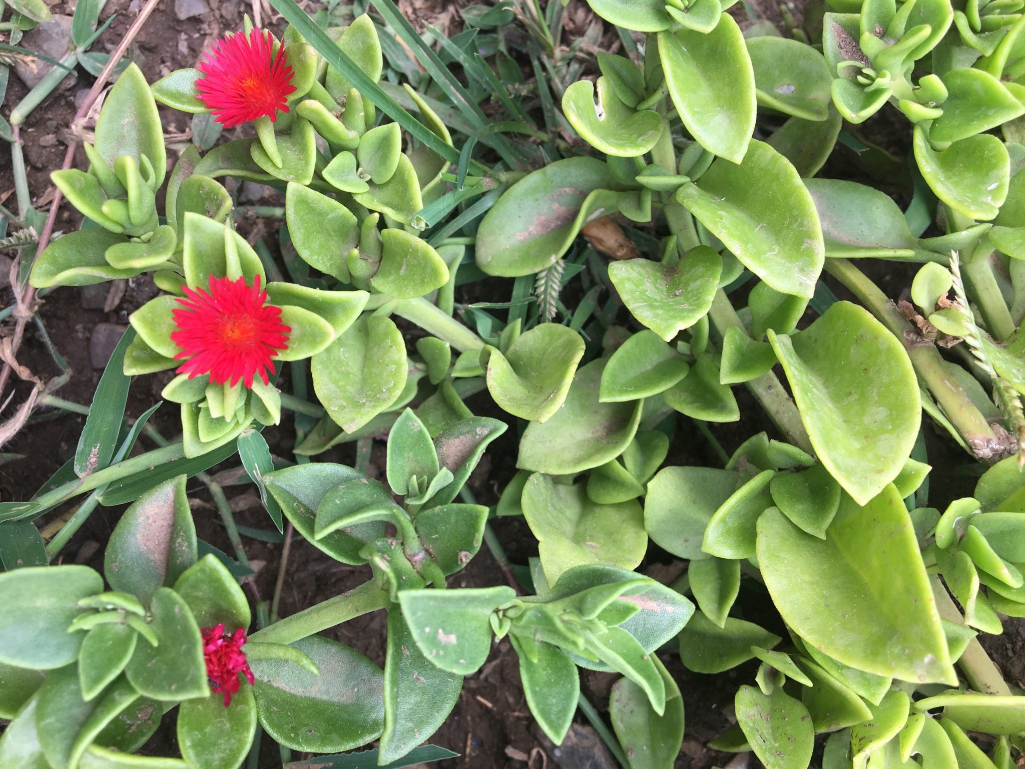 Buy Baby Sun Rose Live Plant - BloomyBliss