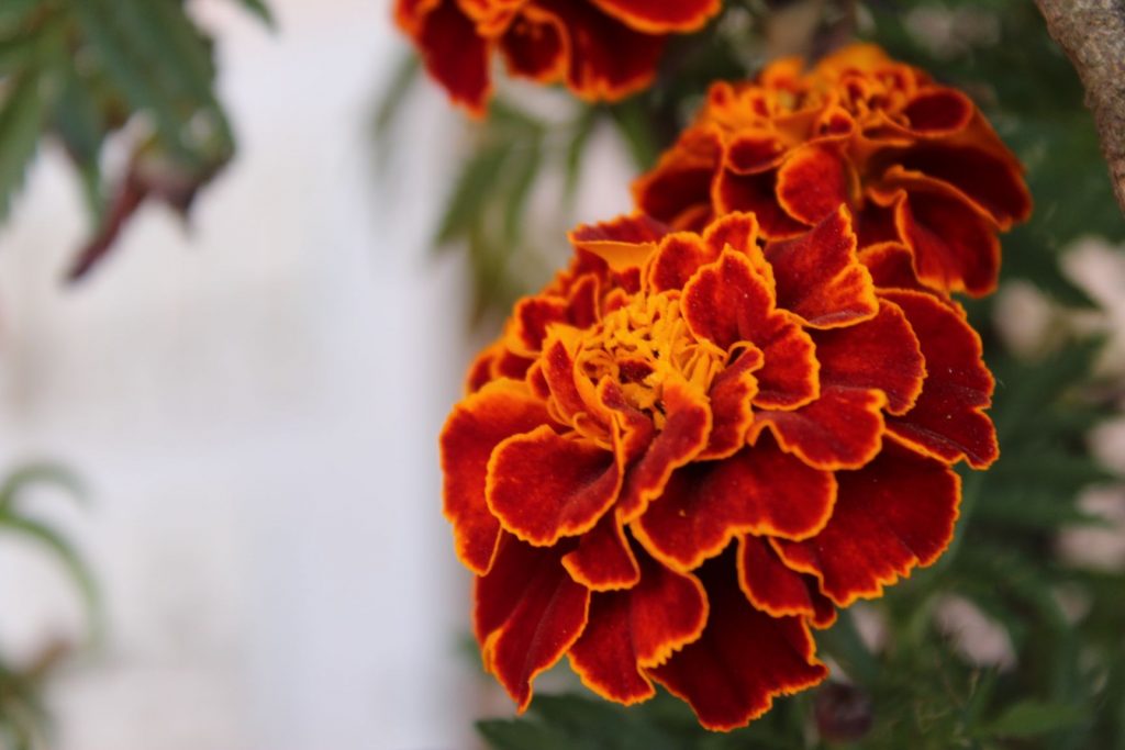 Buy Marigold Jafri (French) 1000 seeds - Bloomybliss flower shop.