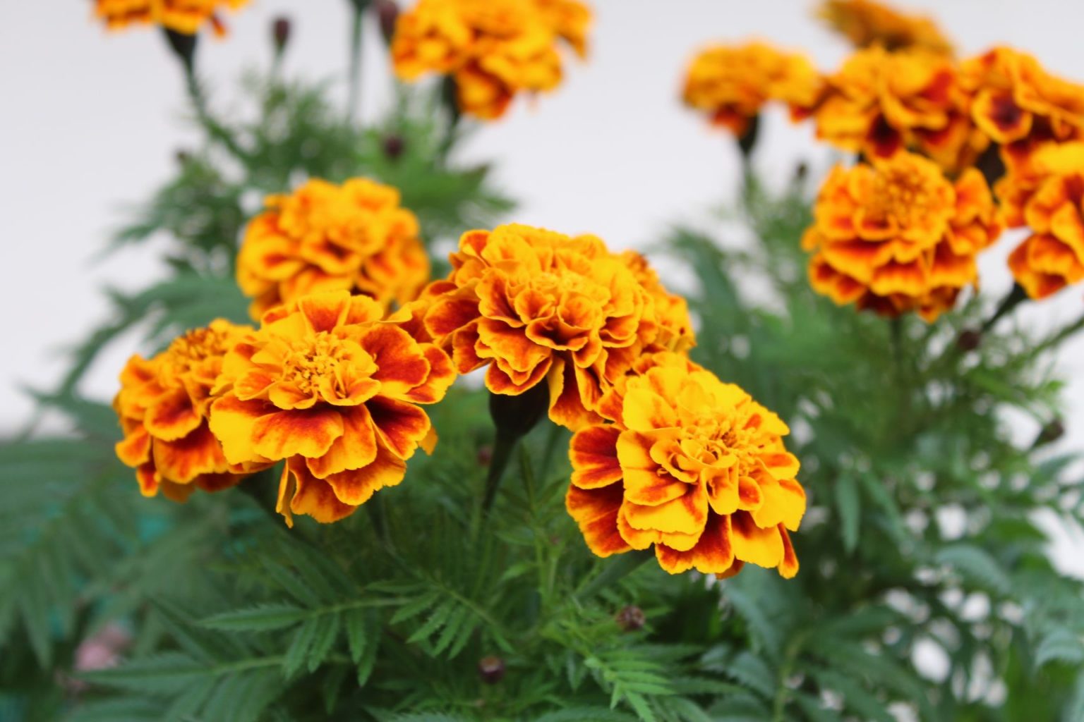 Buy Marigold Jafri( french) seeds - BloomyBliss