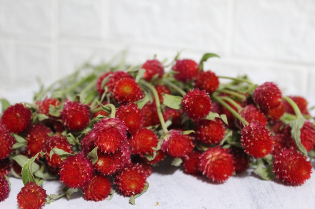 Buy Red Gomphrena flower bunch - BloomyBliss online florist