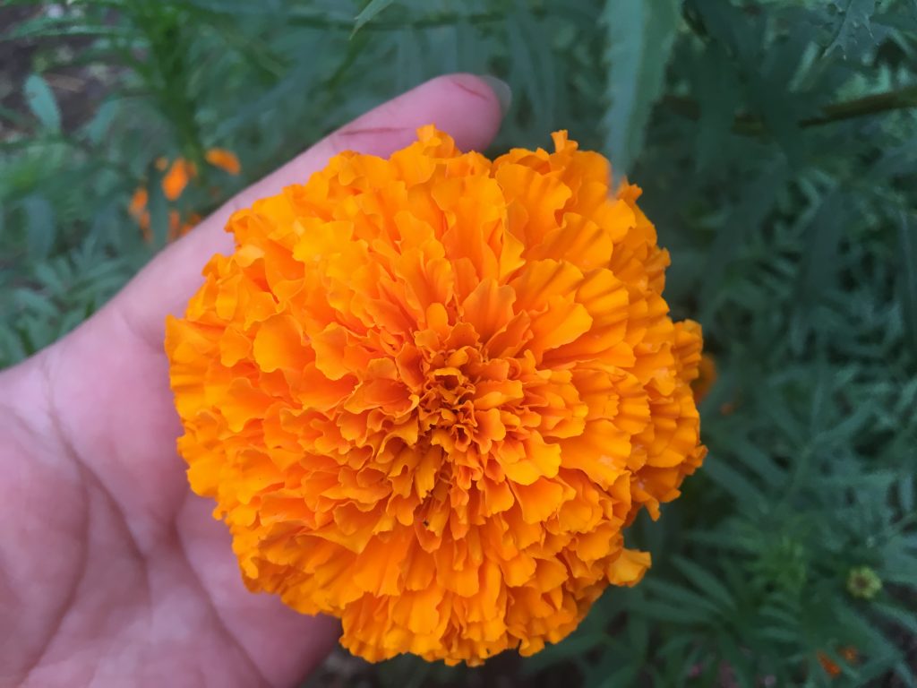 Marigold Orange (Pusa Narangi) seeds - BloomyBliss | Organic Seeds