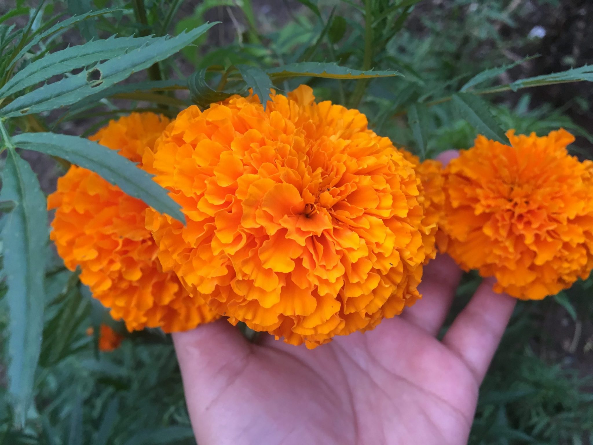 Marigold Orange (Pusa Narangi) seeds - BloomyBliss | Organic Seeds