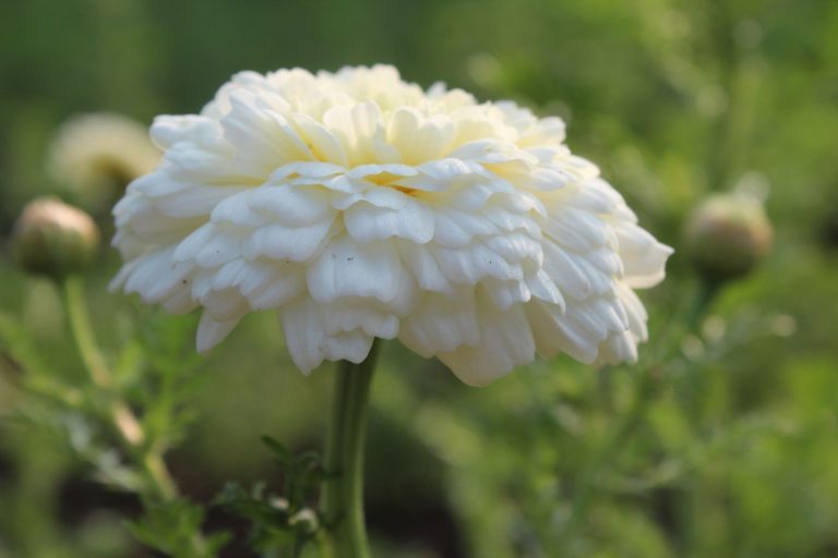 Buy Chamomile Flower Seeds - BloomyBliss