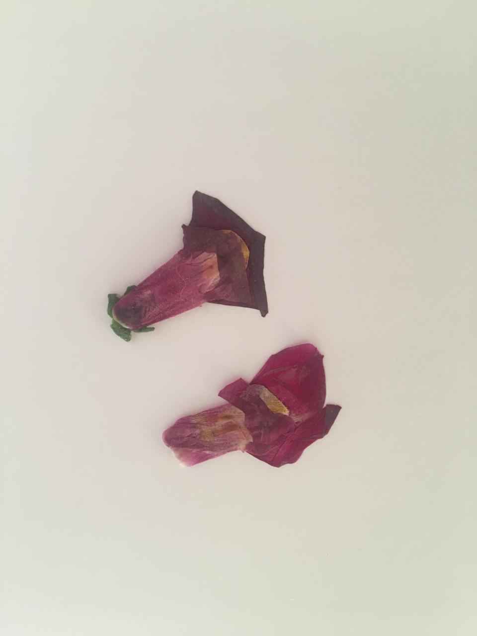 Dried Snapdragons