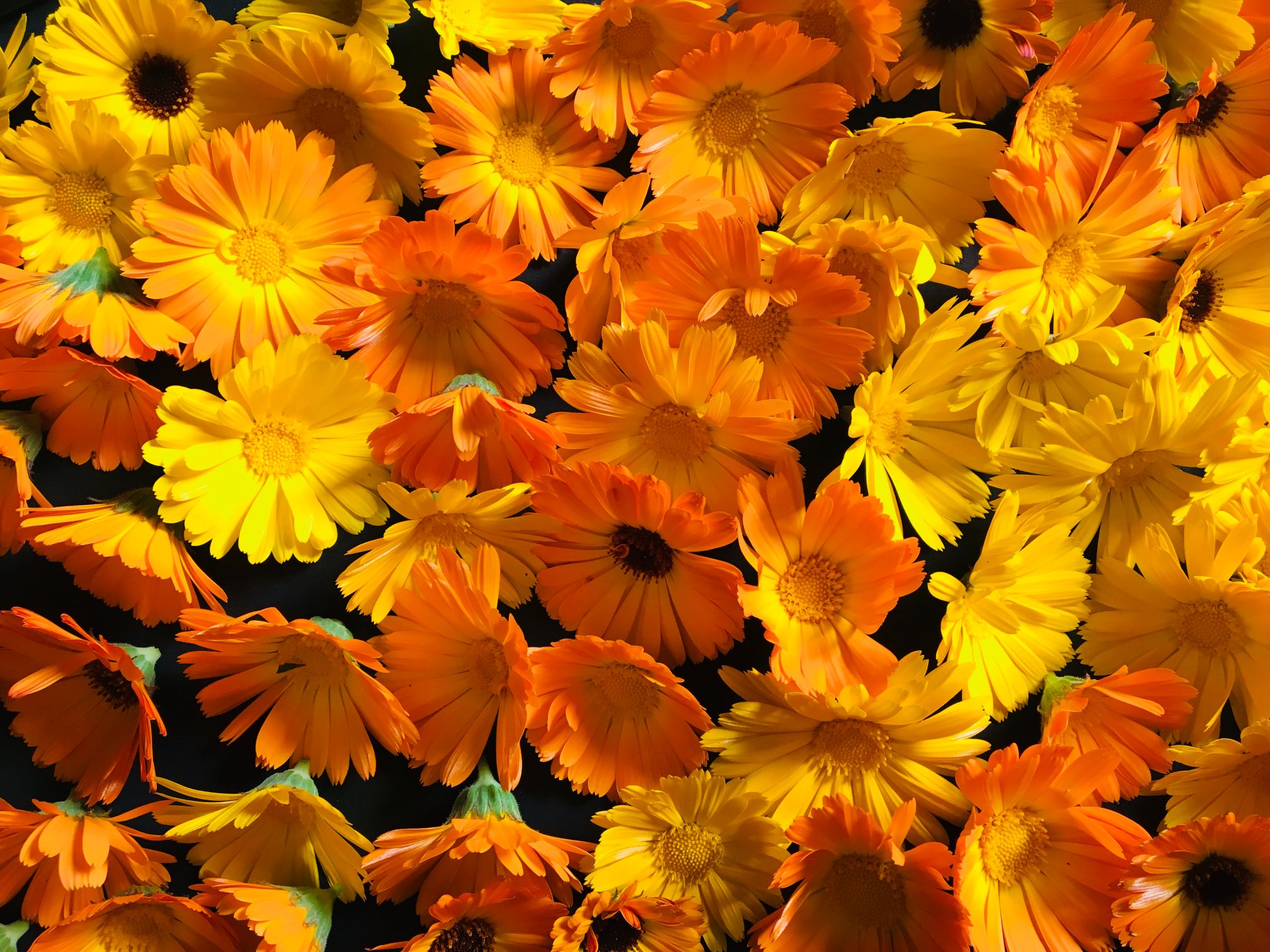 Calendula Facepack for Acne-prone Skin | BloomyBliss