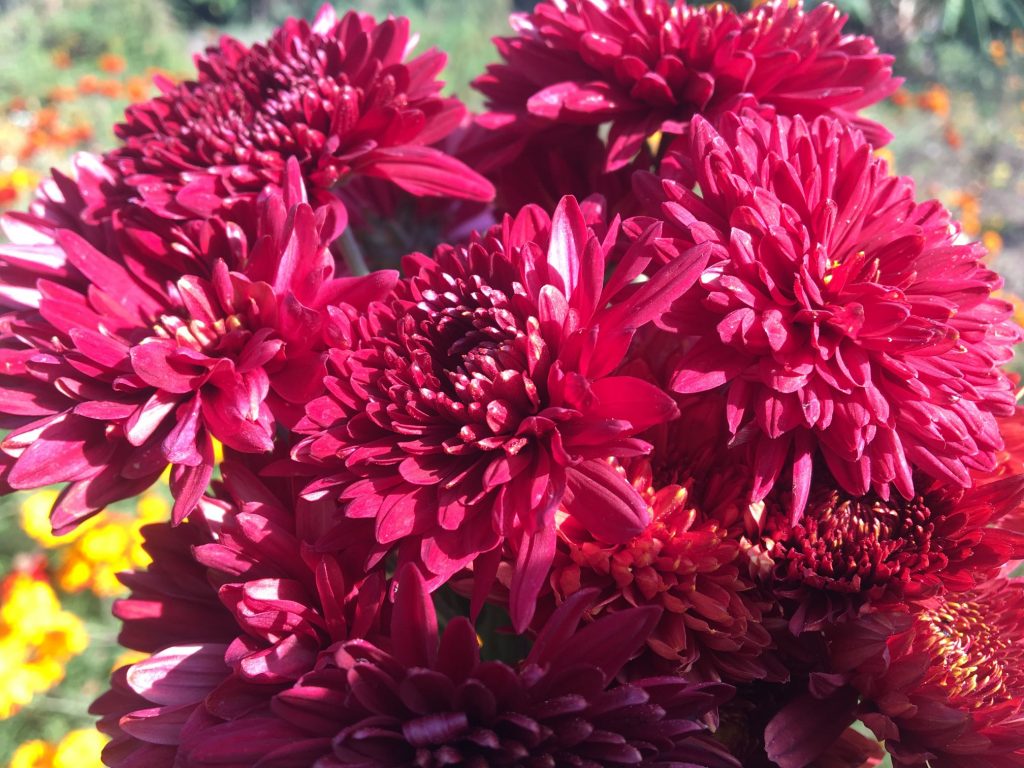 Buy Maroon Chrysanthemum | Fresh Flower BloomyBliss