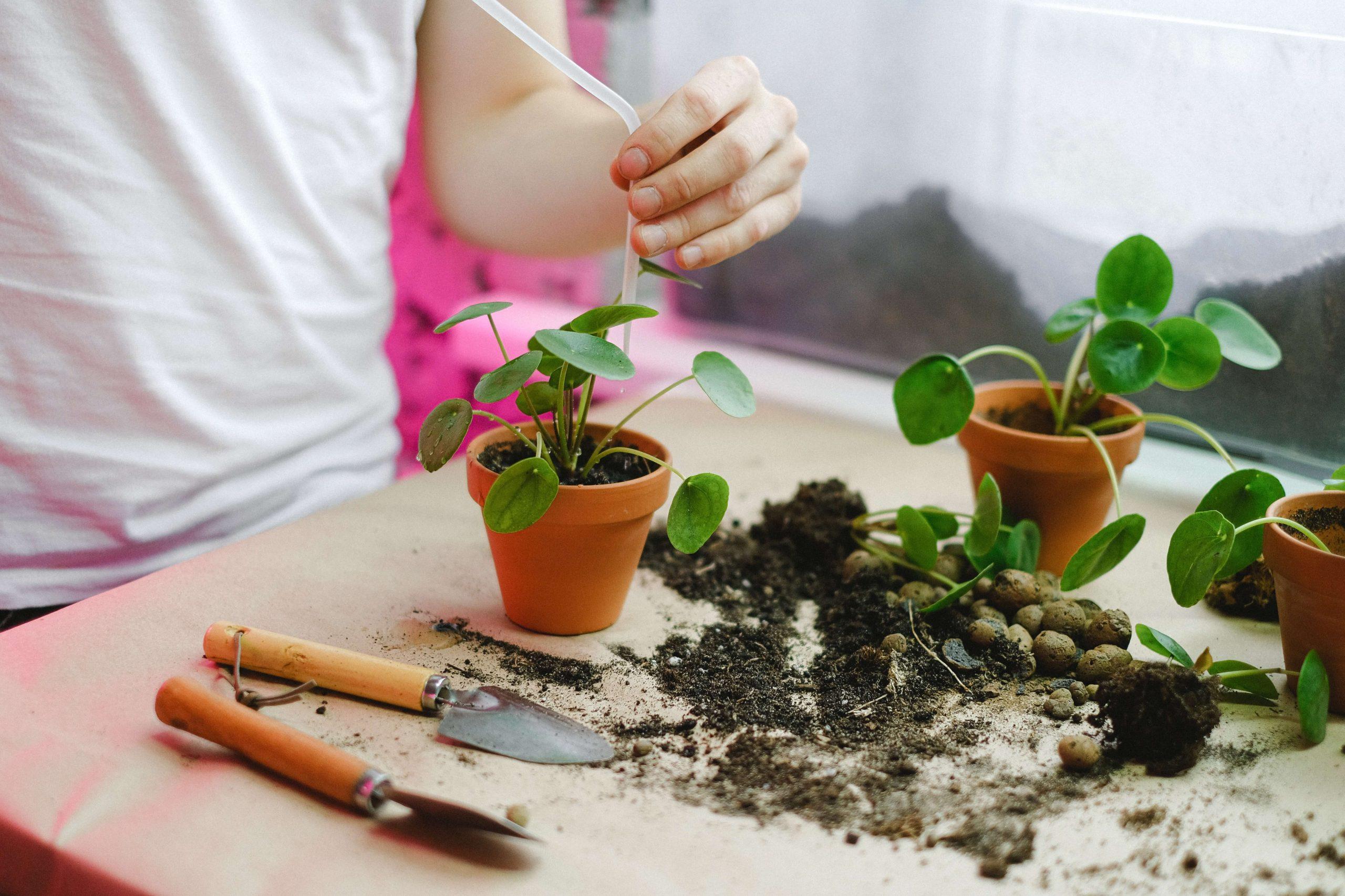 7 Essential Gardening Tools for Beginners | BloomyBliss