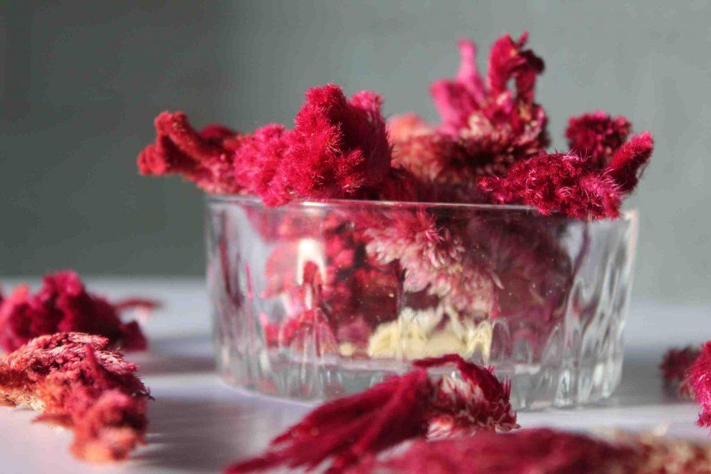 Buy Dried Cockscomb heads - BloomyBliss
