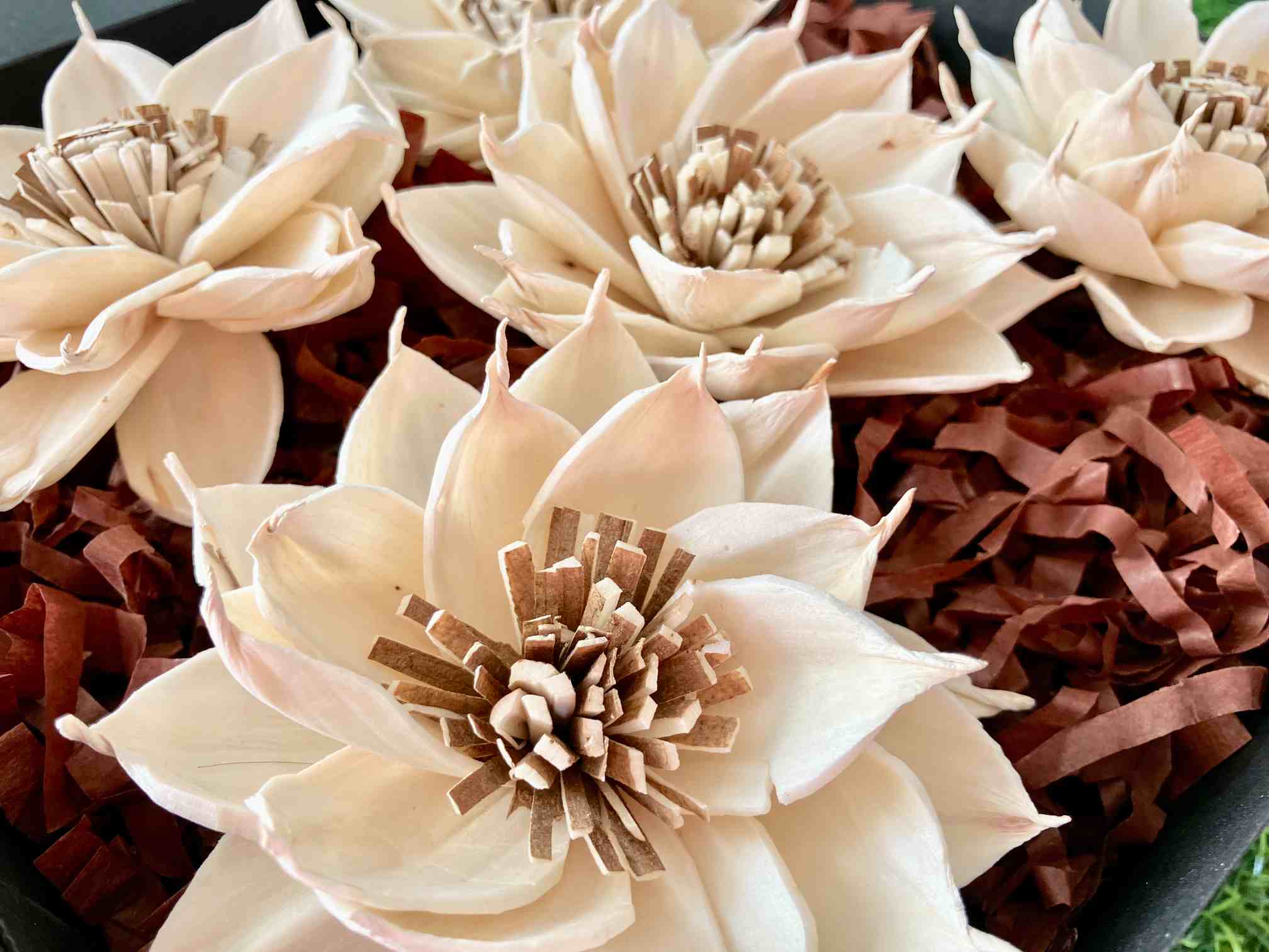 Buy Dried Sola Wood Flowers - BloomyBliss